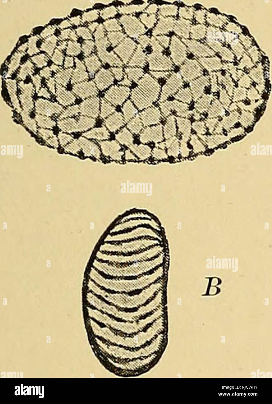 Nuclein hi-res stock photography and images - Alamy