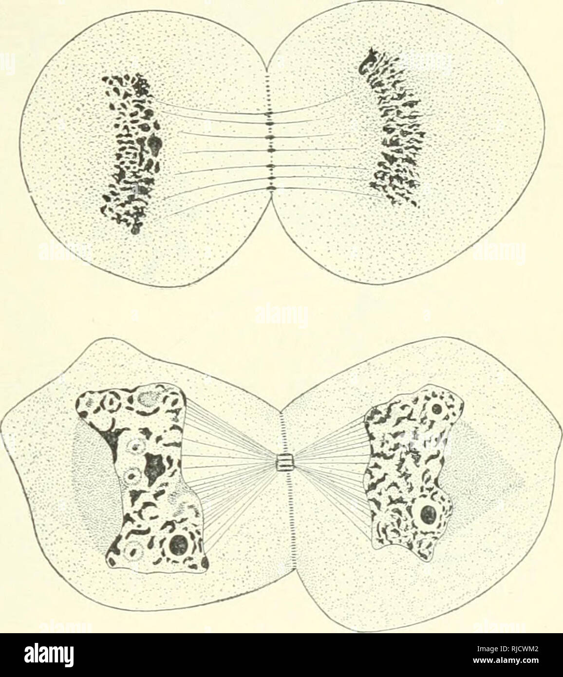 Chromosomes during mitosis hi-res stock photography and images - Alamy