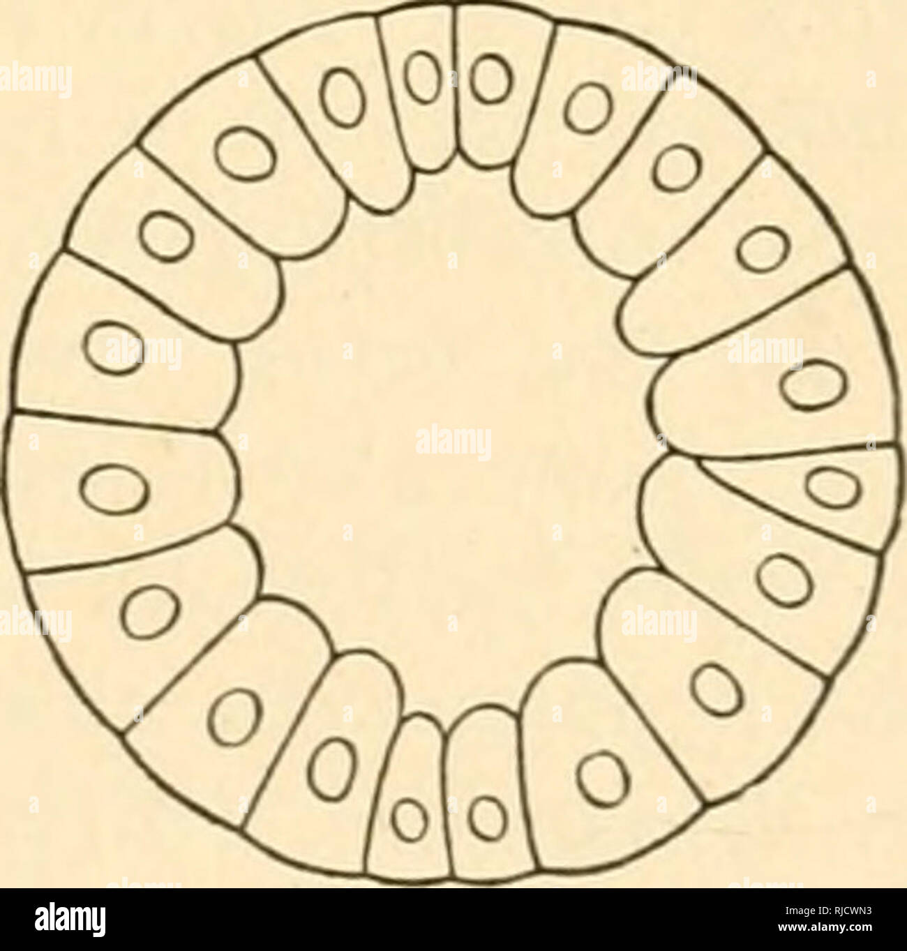 Sea urchin two cell embryo hi-res stock photography and images - Alamy