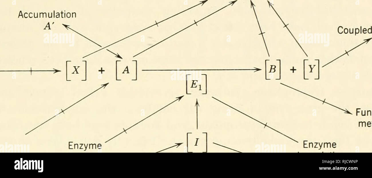 . Cell heredity. Cytogenetics. MECHANISMS OF GENE ACTION 275 -*- A ...