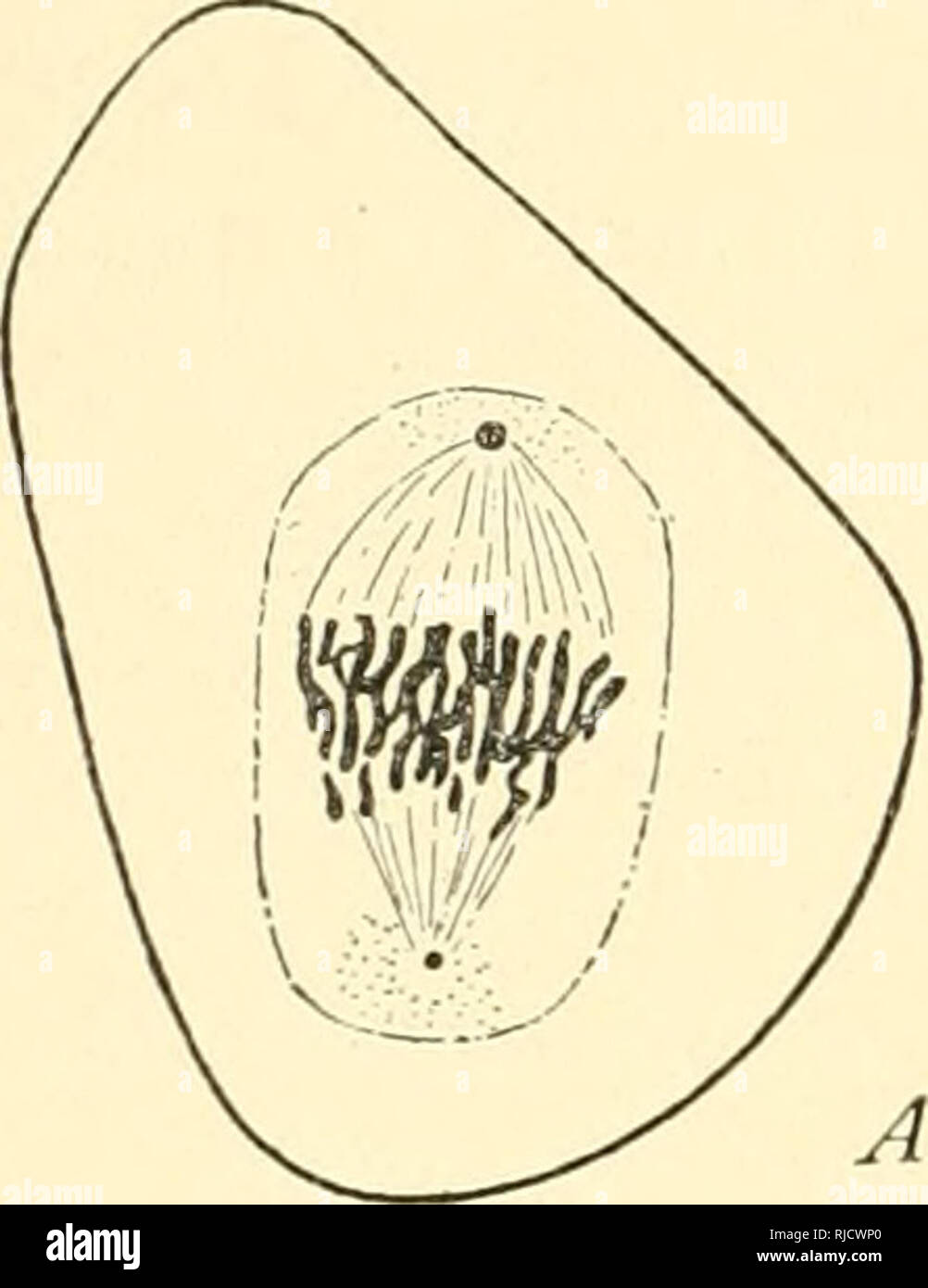 Asymmetrical cell division hi-res stock photography and images - Alamy