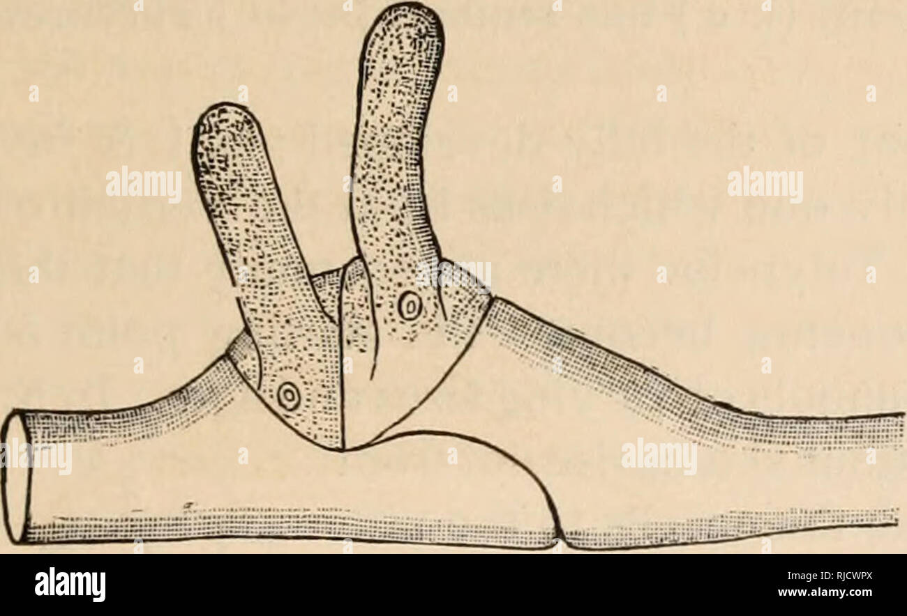 . The Characeae of America. pr-r. Fig. 7. becomes a stem node (Fig. 17 ...