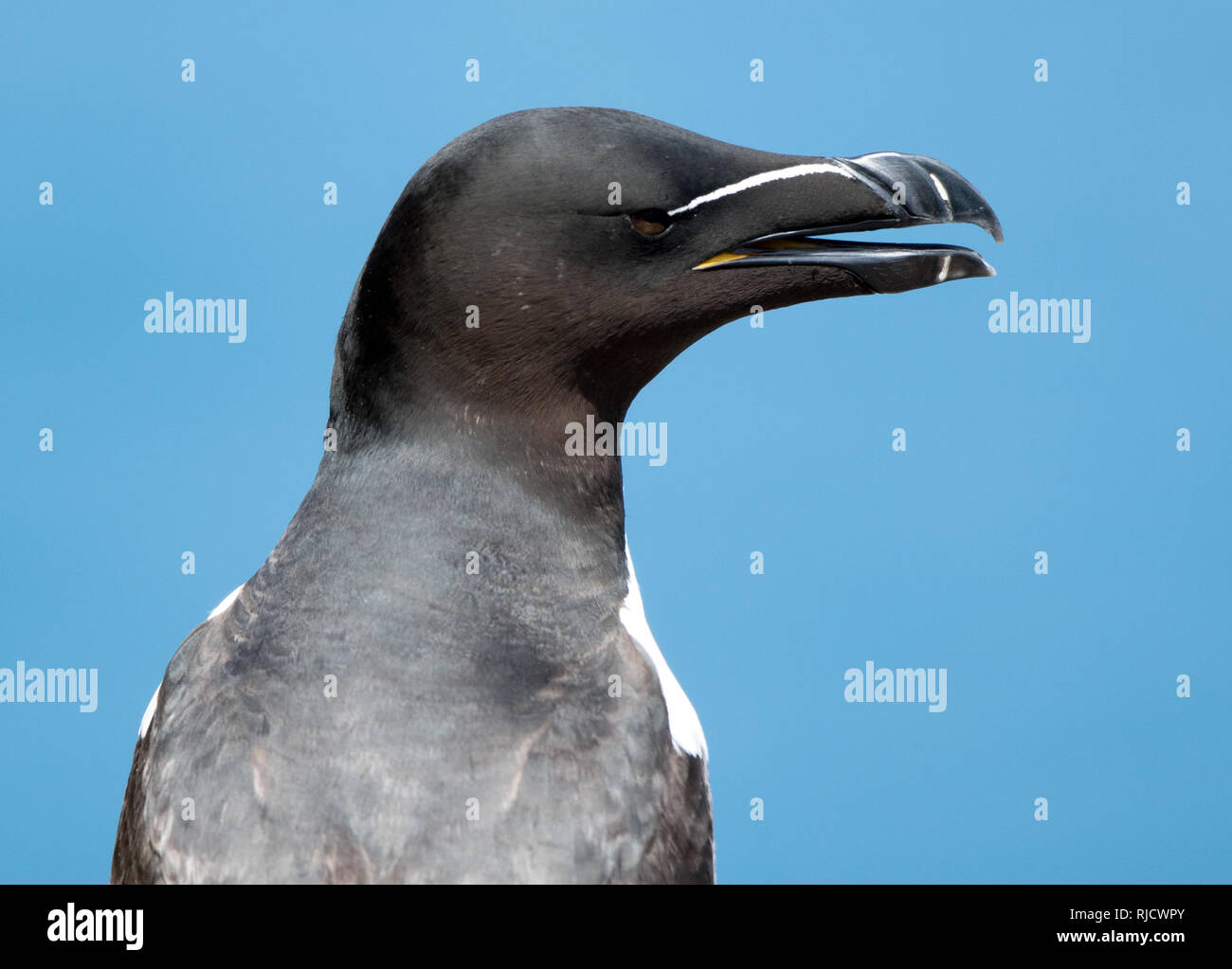 British razorbill hi-res stock photography and images - Alamy