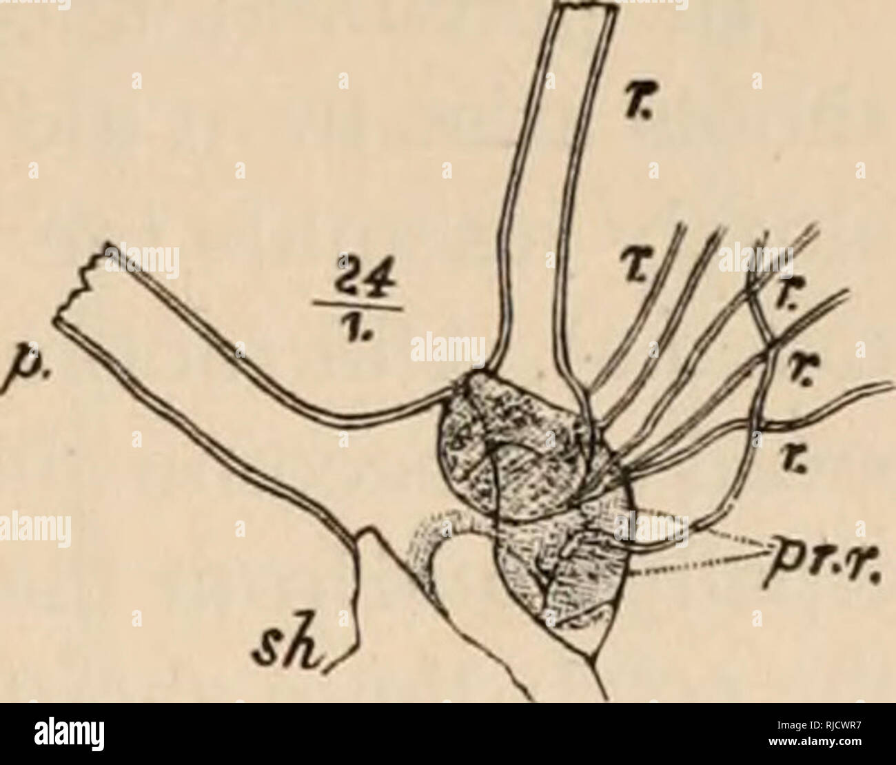. The Characeae of America. . pr-r. Fig. 7. becomes a stem node (Fig ...