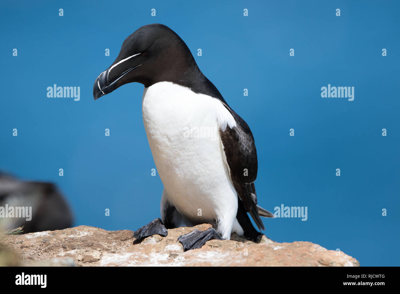 Razorbill (Alca torda Stock Photo - Alamy