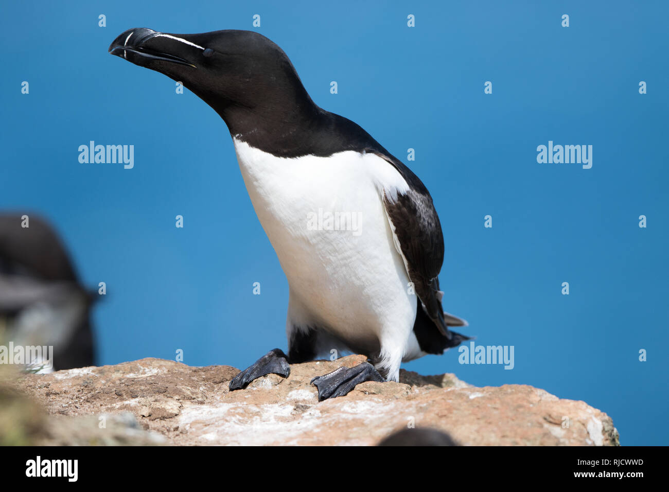 Razorbill (Alca torda Stock Photo - Alamy