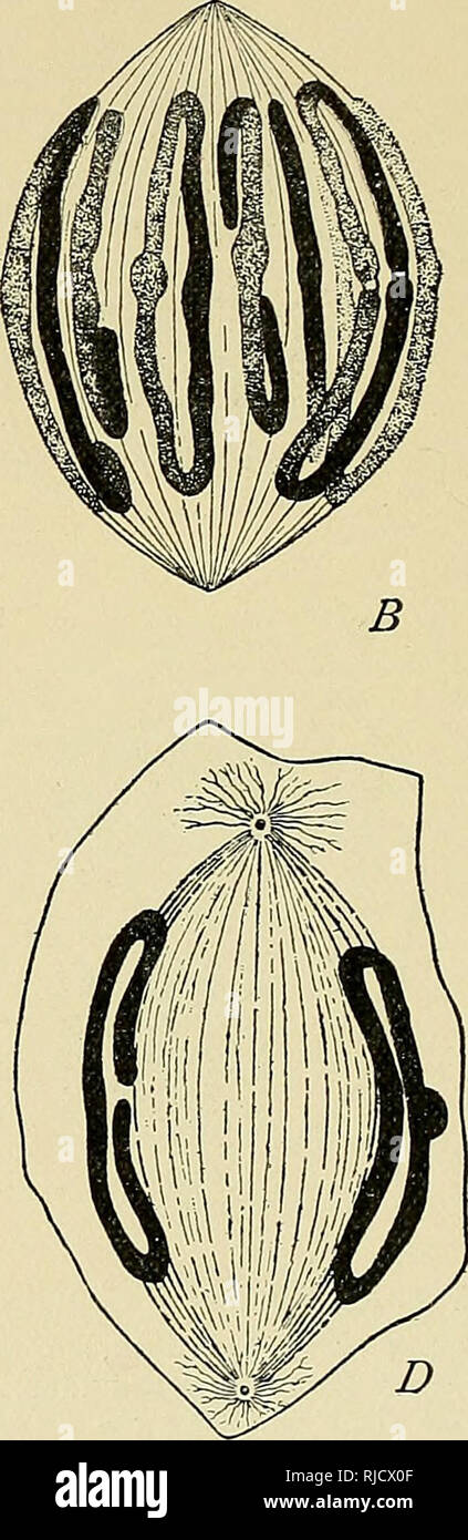 . The cell in development and inheritance. Cells; Cells. Fig. 26 ...