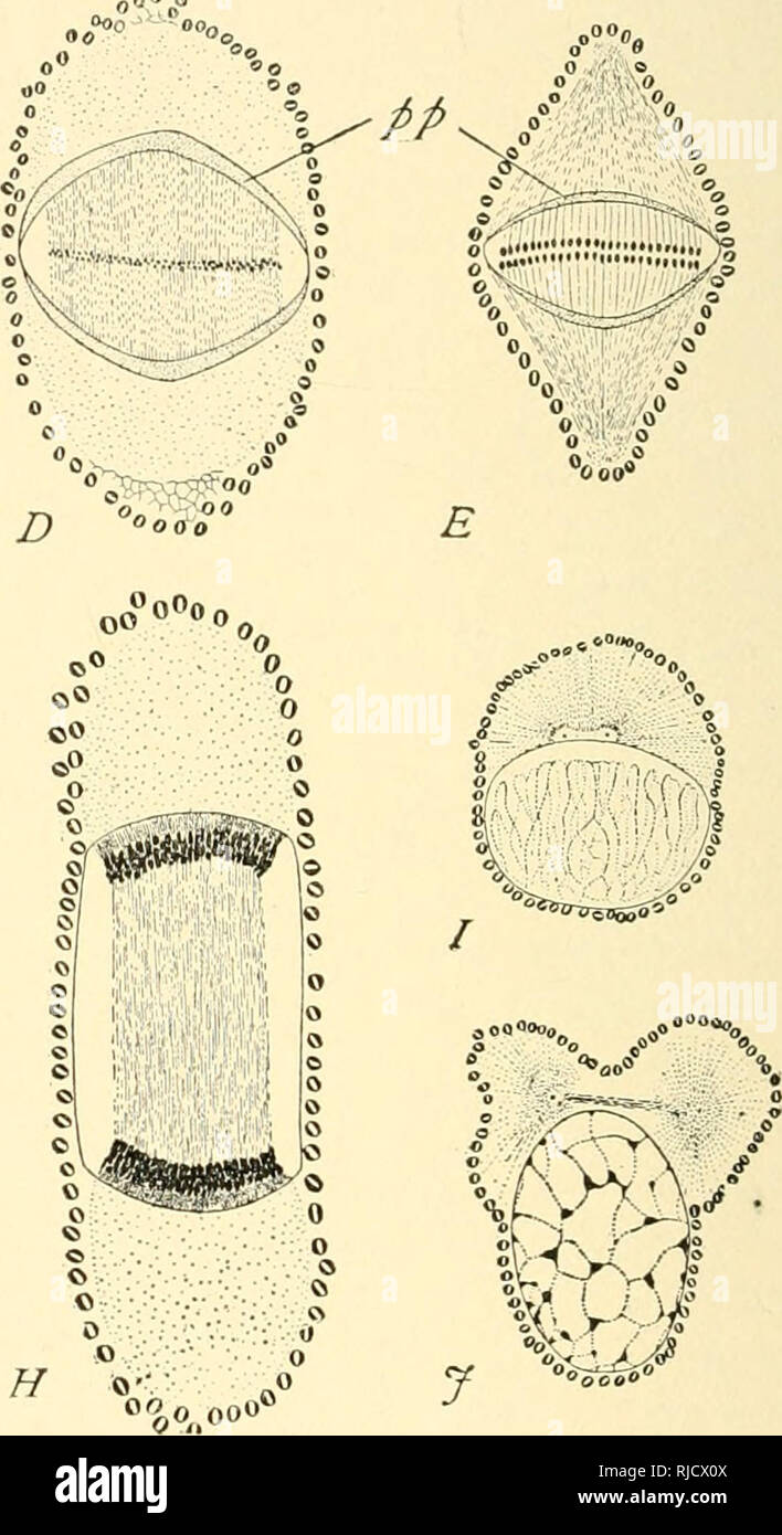 . The cell in development and inheritance. Cells. O O0O6OO Fig. 31 ...