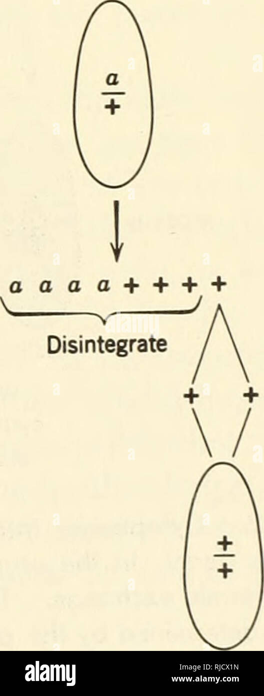 Autogamy hi-res stock photography and images - Alamy