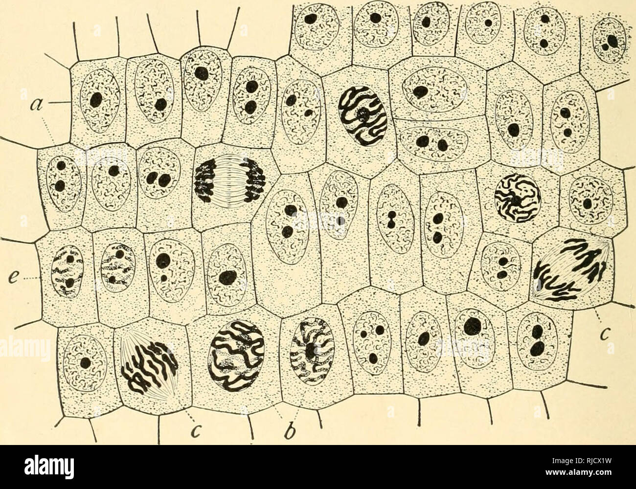 . The cell in development and inheritance. Cells. 4 INTR ODUC TION ...