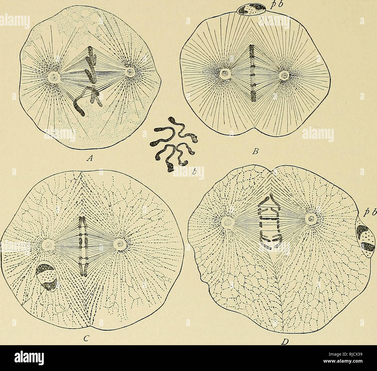 Centrosome In Mitosis