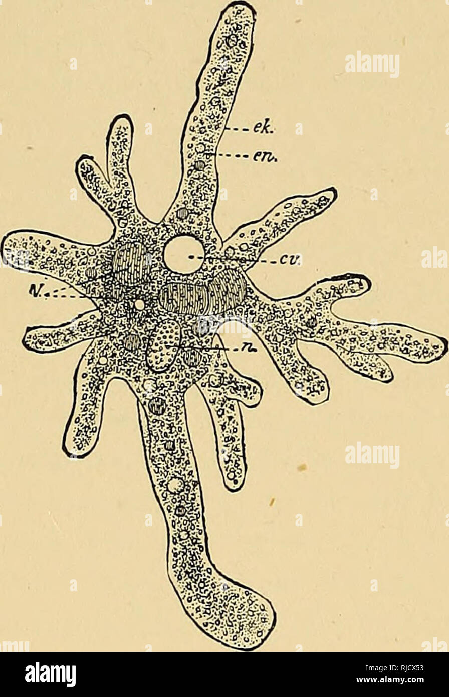 . The cell; outlines of general anatomy and physiology. Cells; Anatomy ...