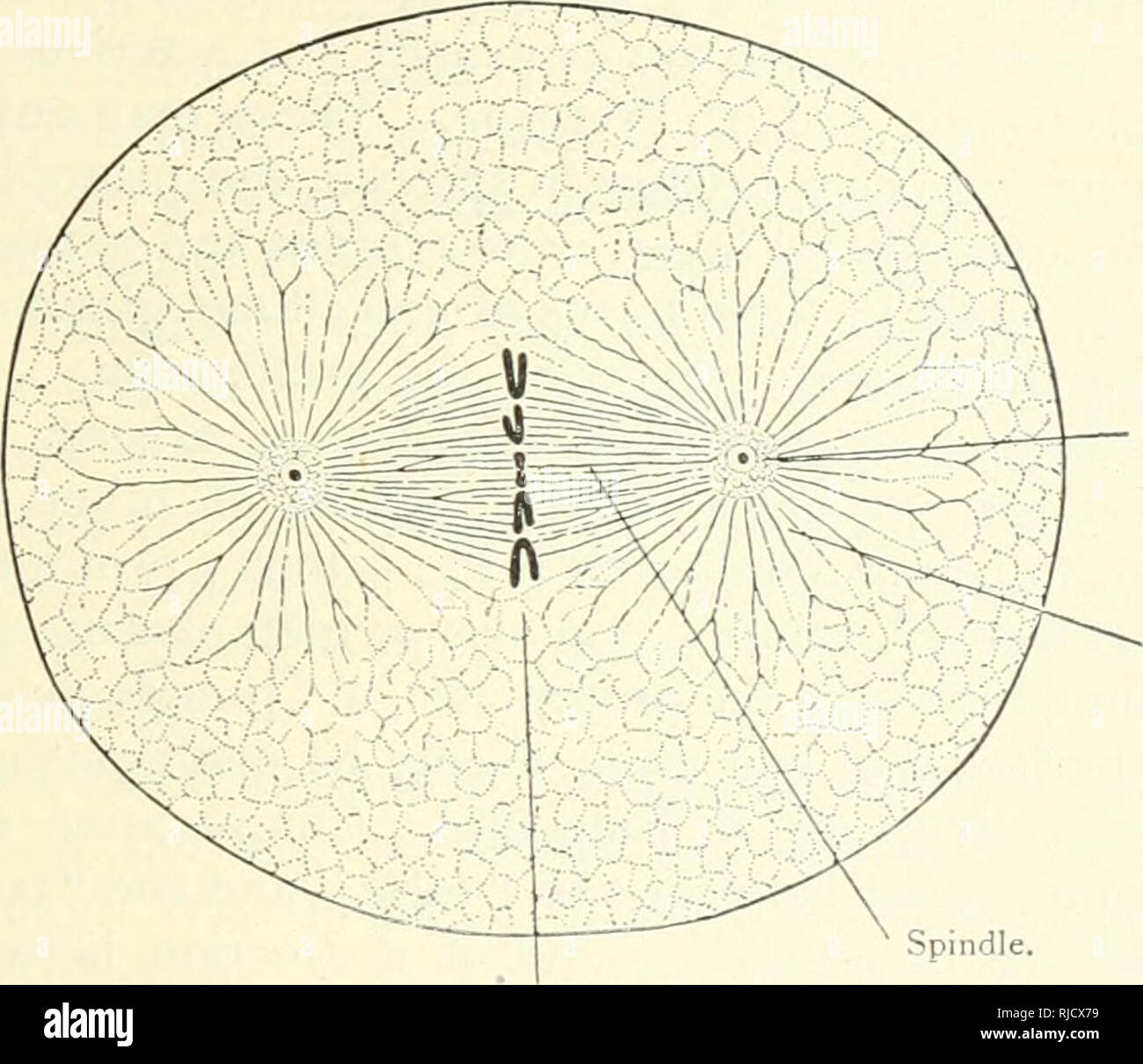 . The cell in development and inheritance. Cells. THE CYTOPLASM 49 ...