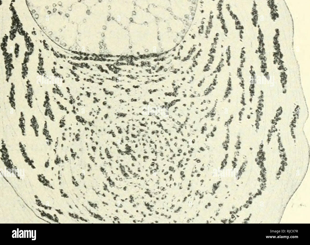 Spinal ganglion nerve cells hi-res stock photography and images - Alamy