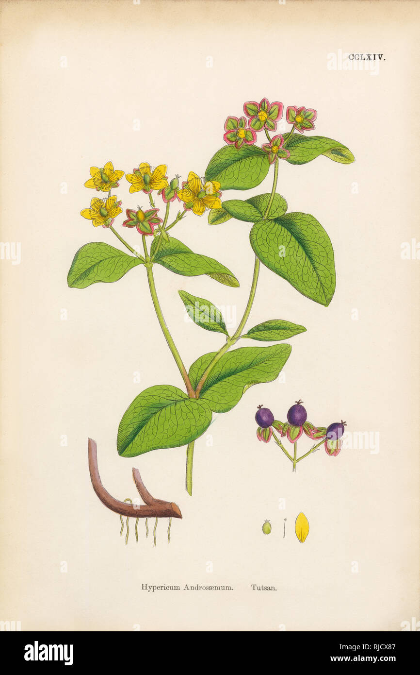 Antique Hand-Colored English Victorian Botanical Illustration, Circa ...