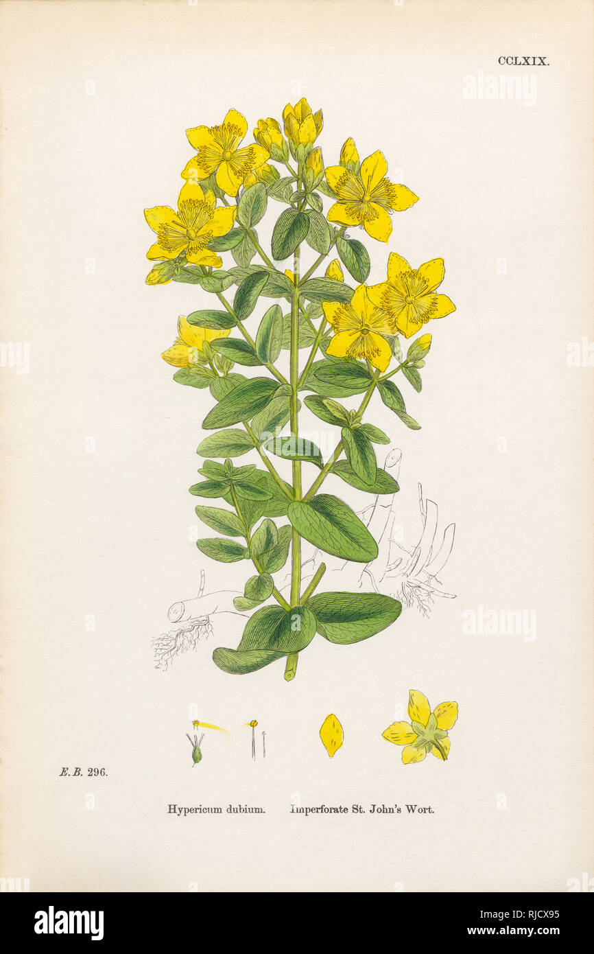 Antique Hand-Colored English Victorian Botanical Illustration, Circa ...