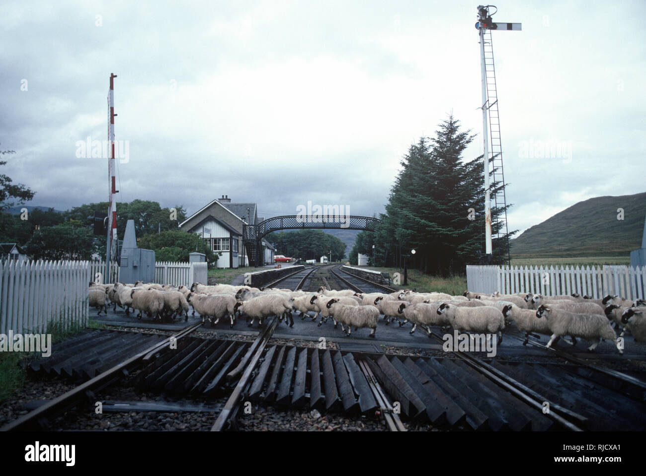 Sheep crossing at Strathcarron railway station, Kyle of Lochalsh Line ...