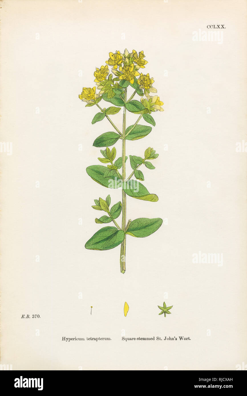 Antique Hand-Colored English Victorian Botanical Illustration, Circa ...