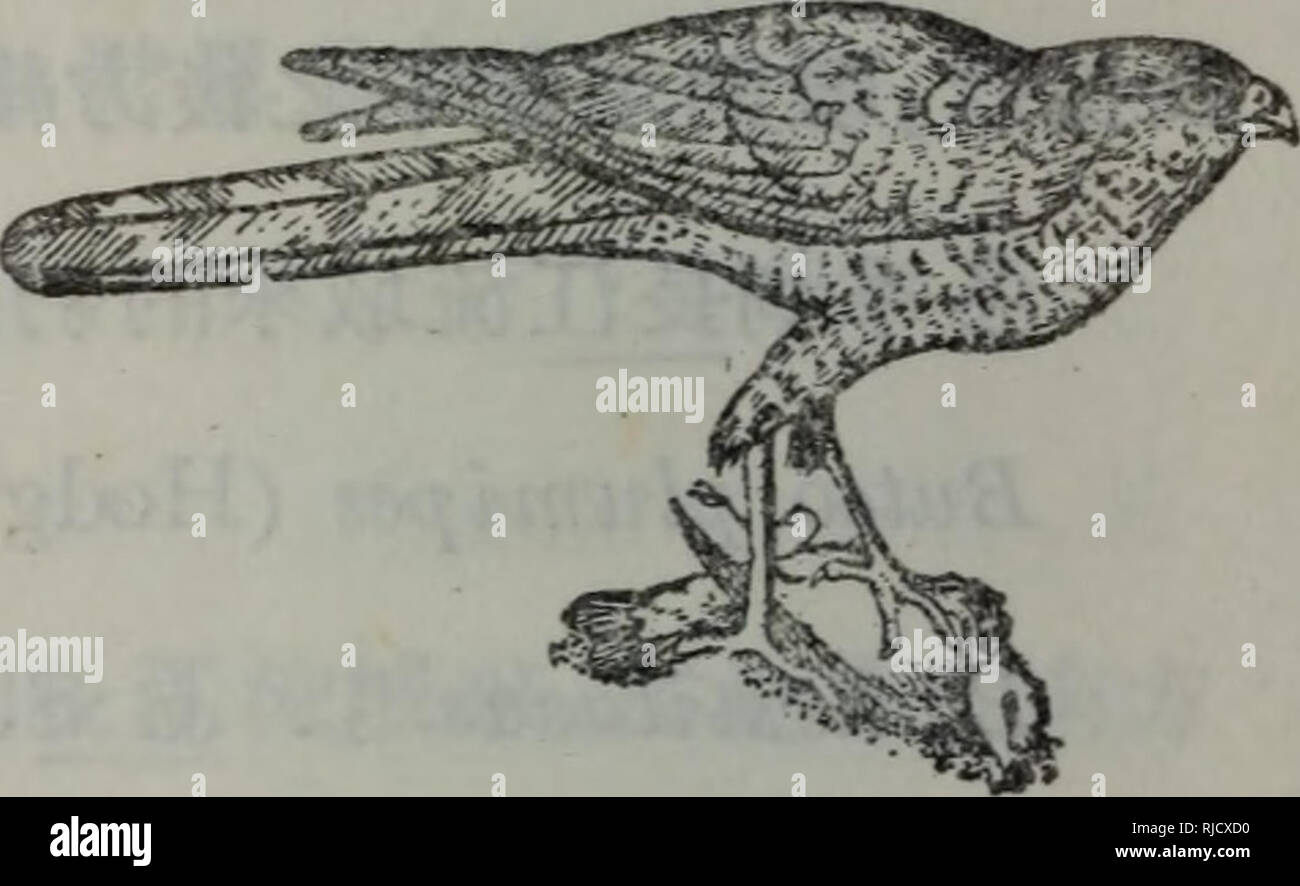 Soloensis hi-res stock photography and images - Alamy