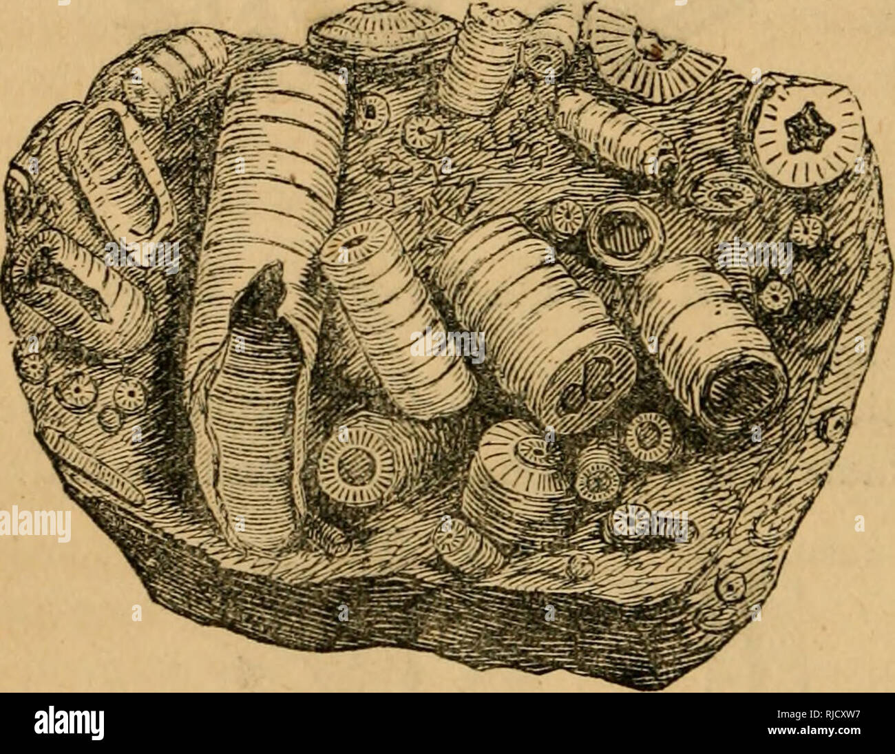 Lepidodendron tree hi-res stock photography and images - Alamy