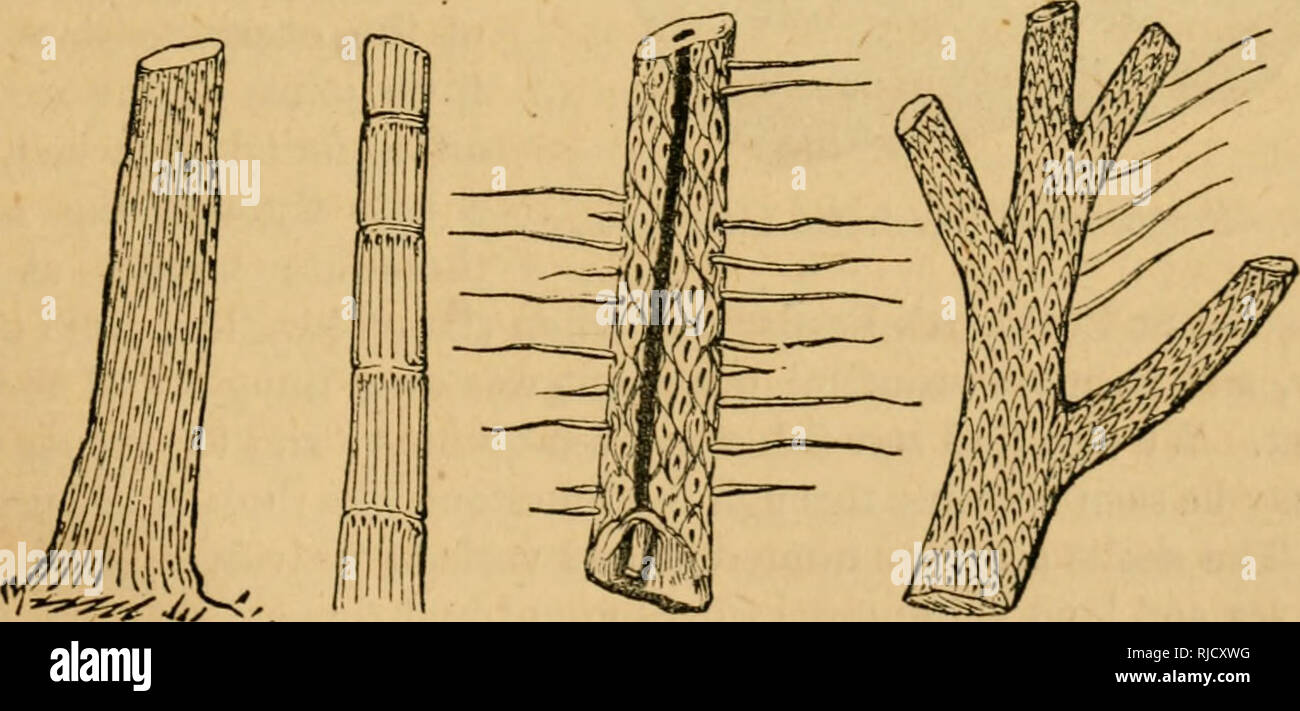 Sigillaria trees hi-res stock photography and images - Alamy