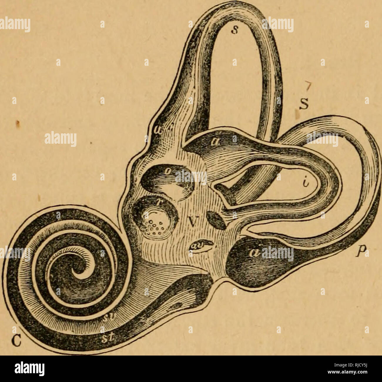 . Chamber's scientific reader : illustrated with wood engravings ...