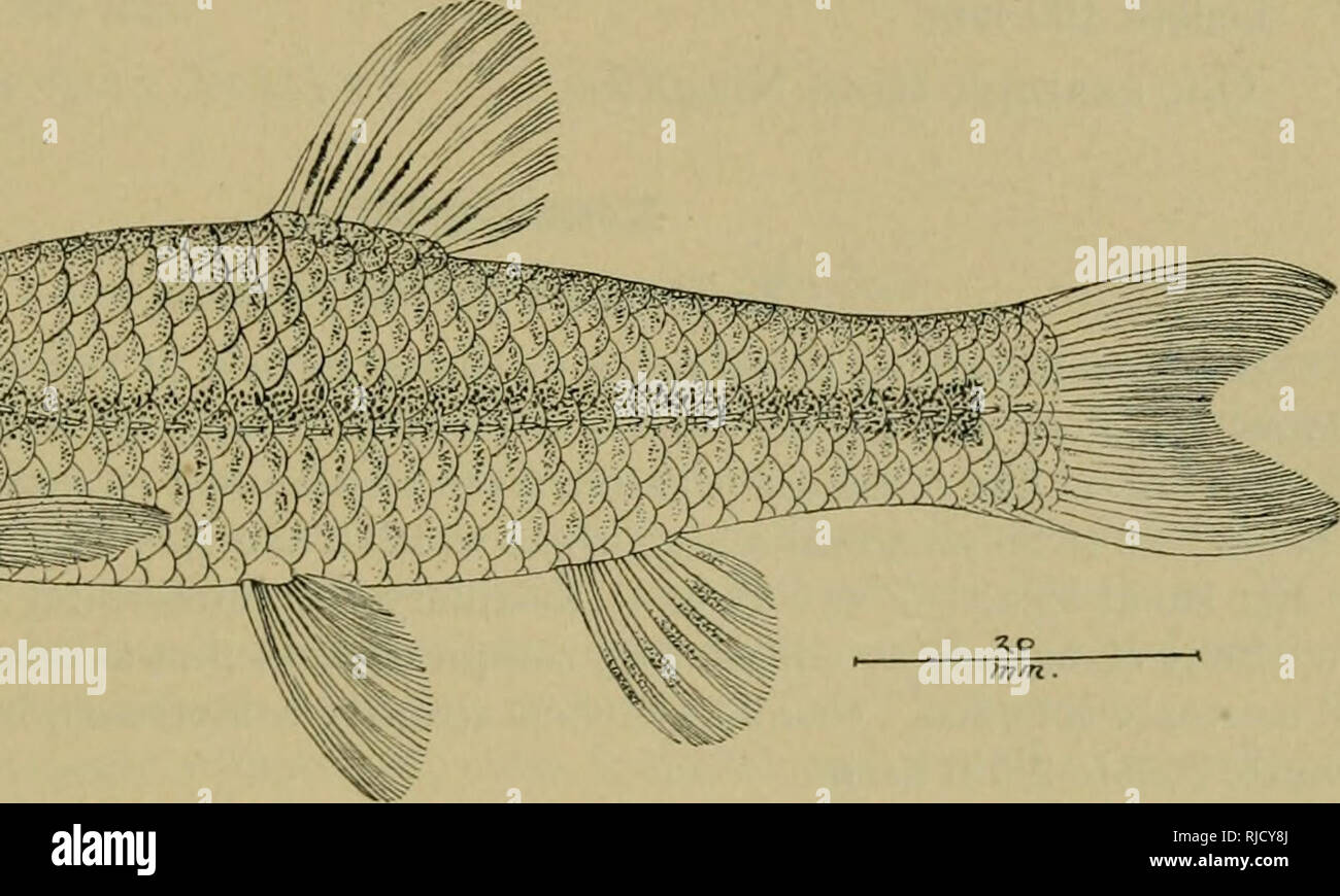 . Central Asiatic Expeditions of the American Museum of Natural History ...