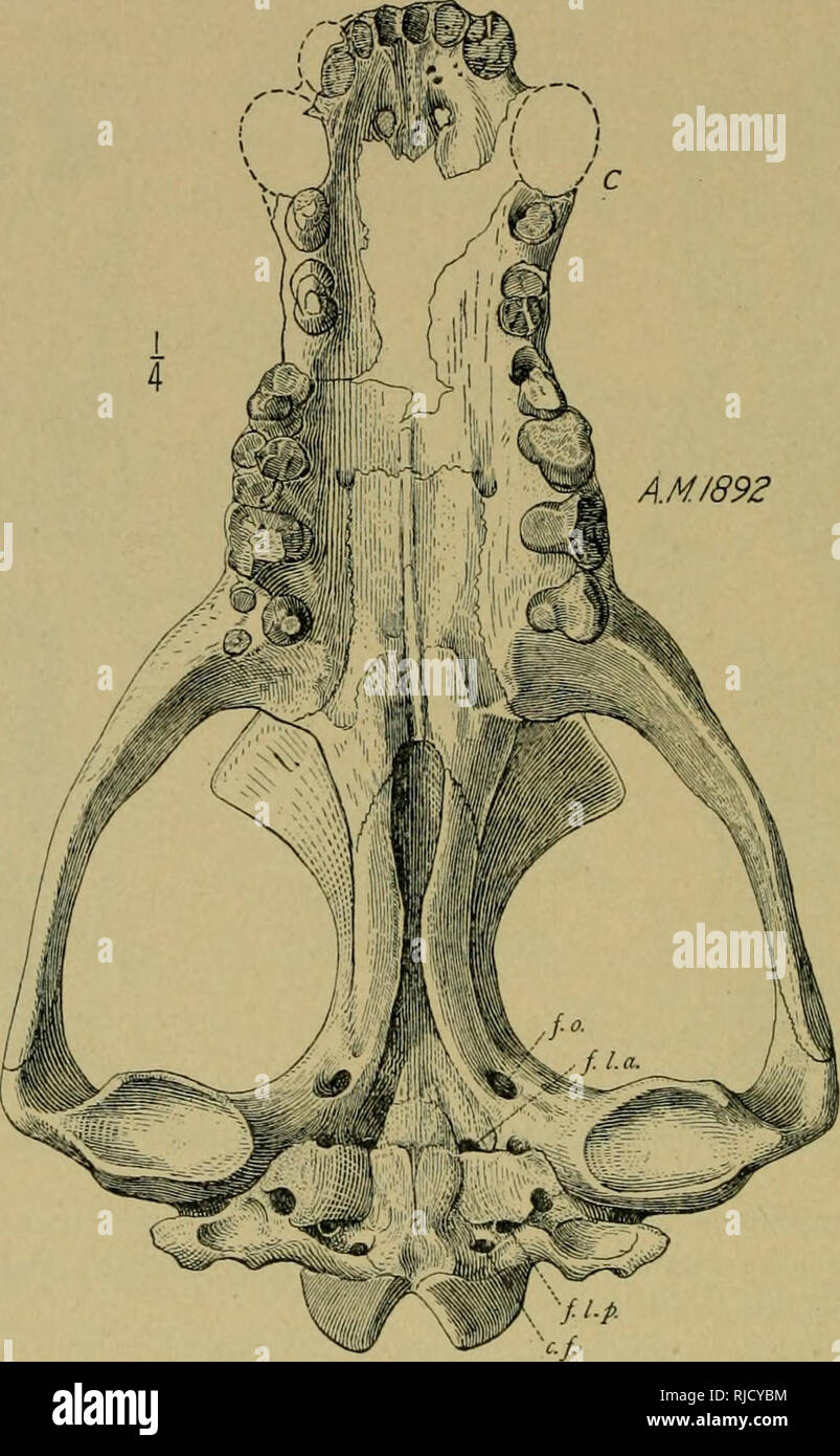 Prominent fangs hi-res stock photography and images - Alamy