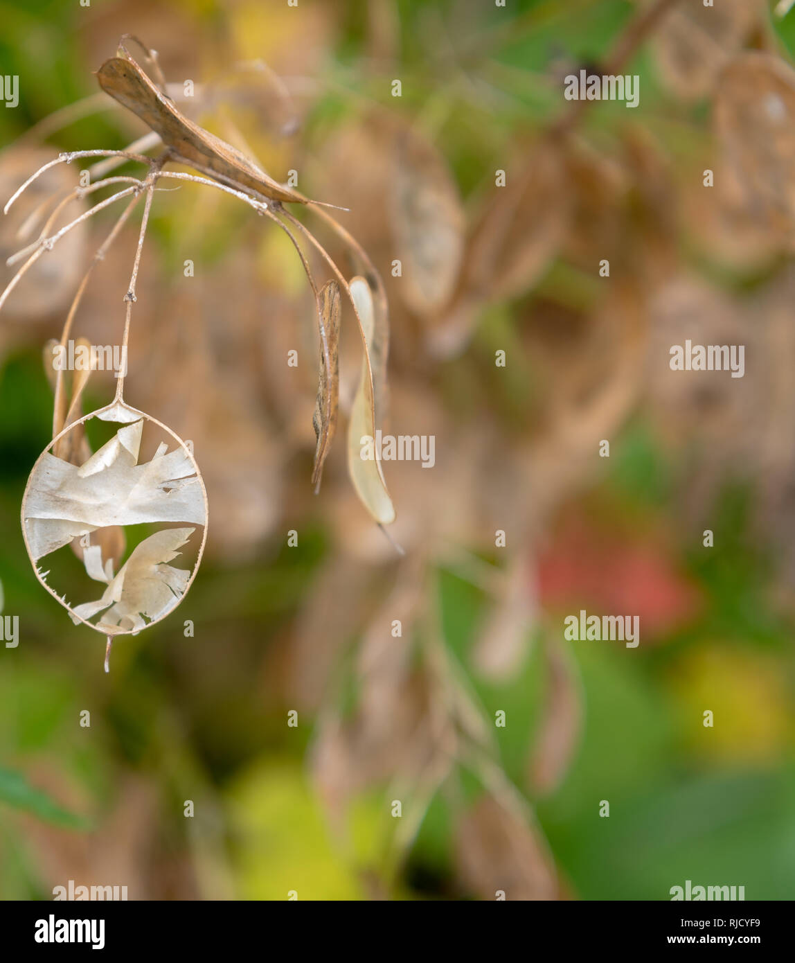 Brittle leaves hi-res stock photography and images - Alamy