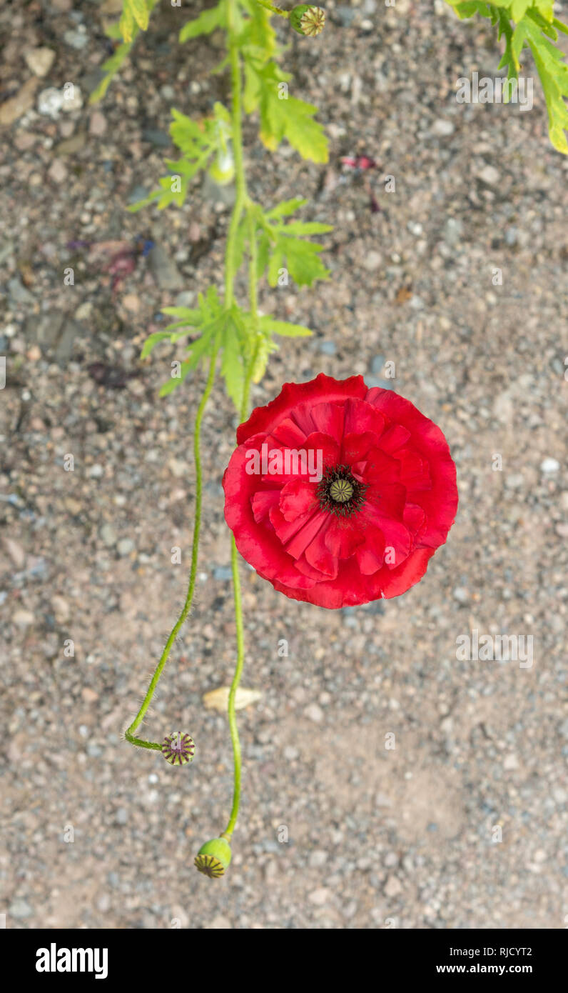 Black and red seed pods hi-res stock photography and images - Alamy