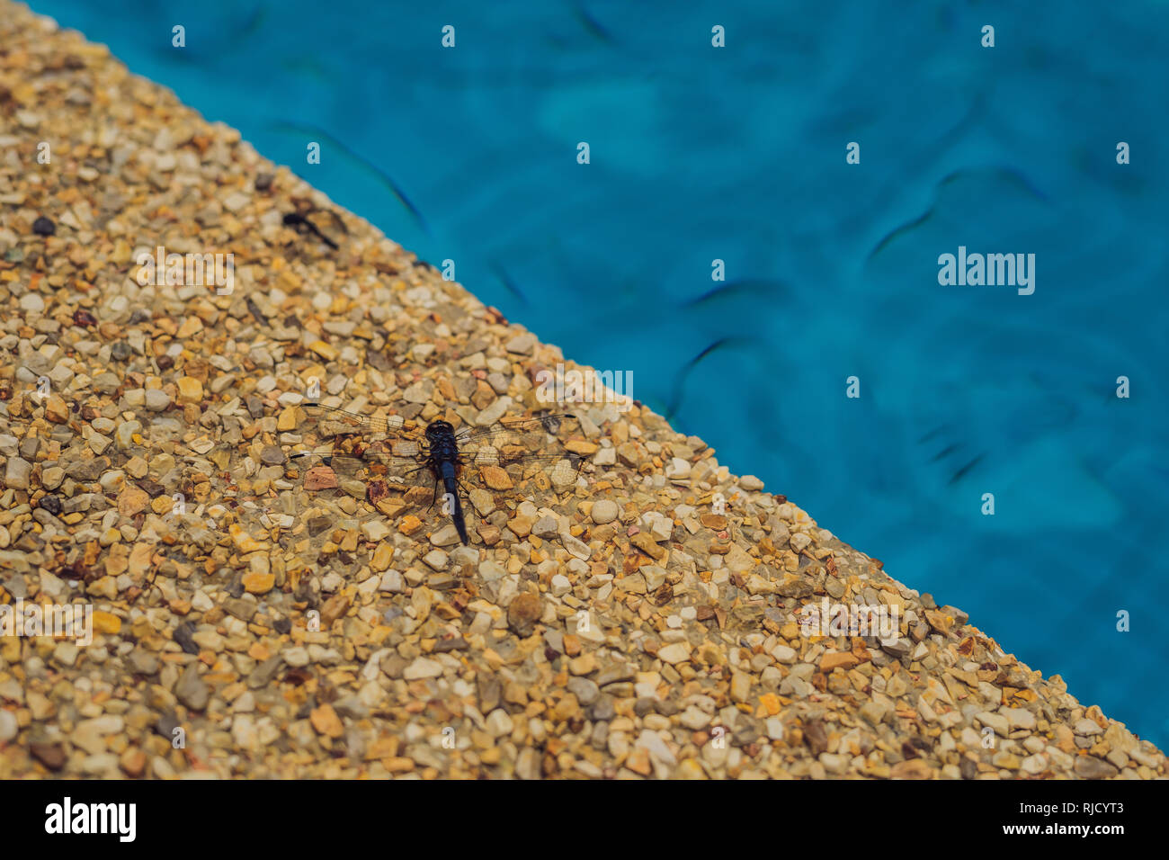 A dragonfly sits at the side of the pool Stock Photo - Alamy