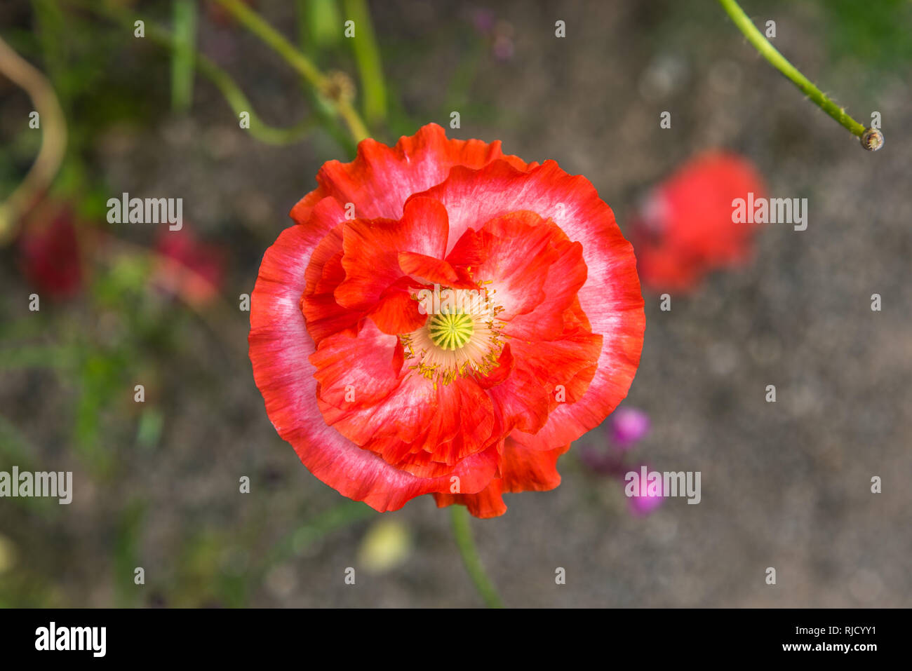 Remembrance Poppy Frame High Resolution Stock Photography and Images ...