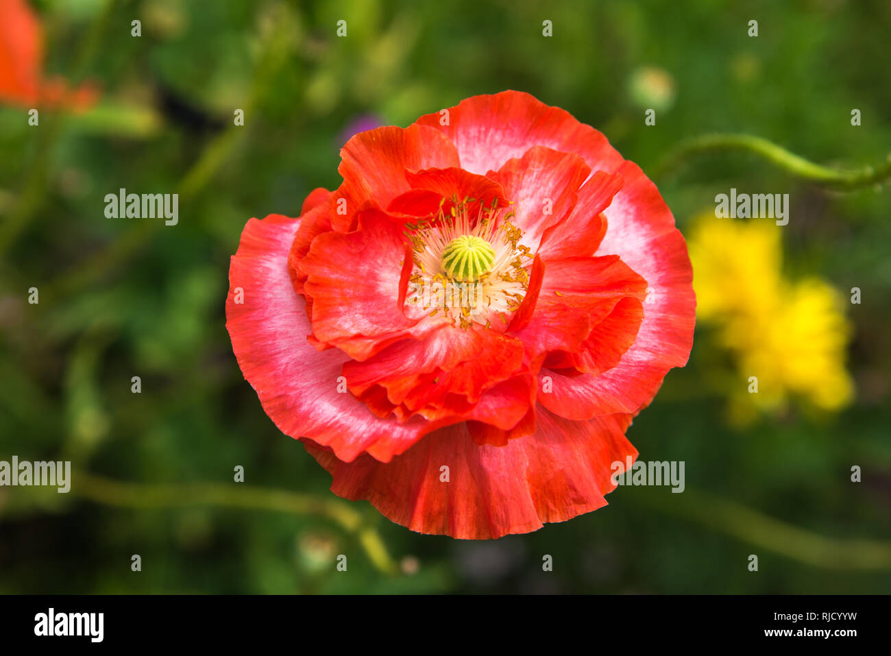White poppy flower frame hi-res stock photography and images - Alamy