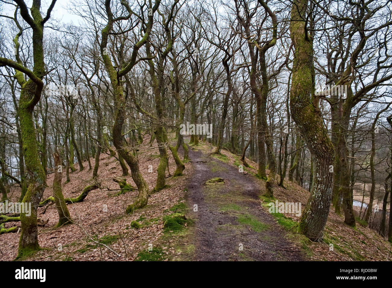 Curved trees in a forest at fall Stock Photo - Alamy