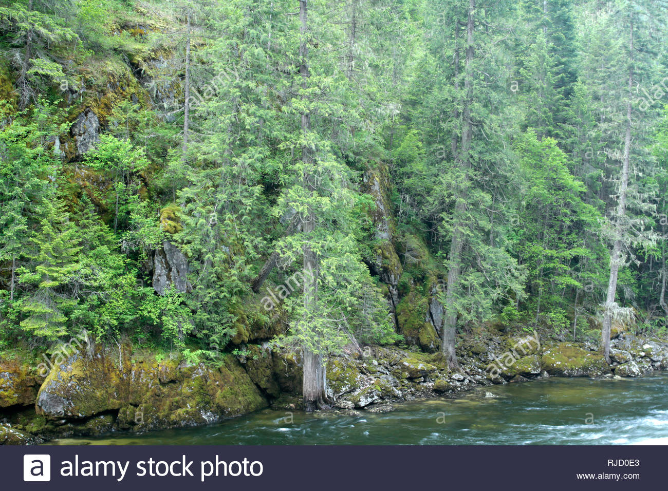 Lochsa River High Resolution Stock Photography and Images - Alamy