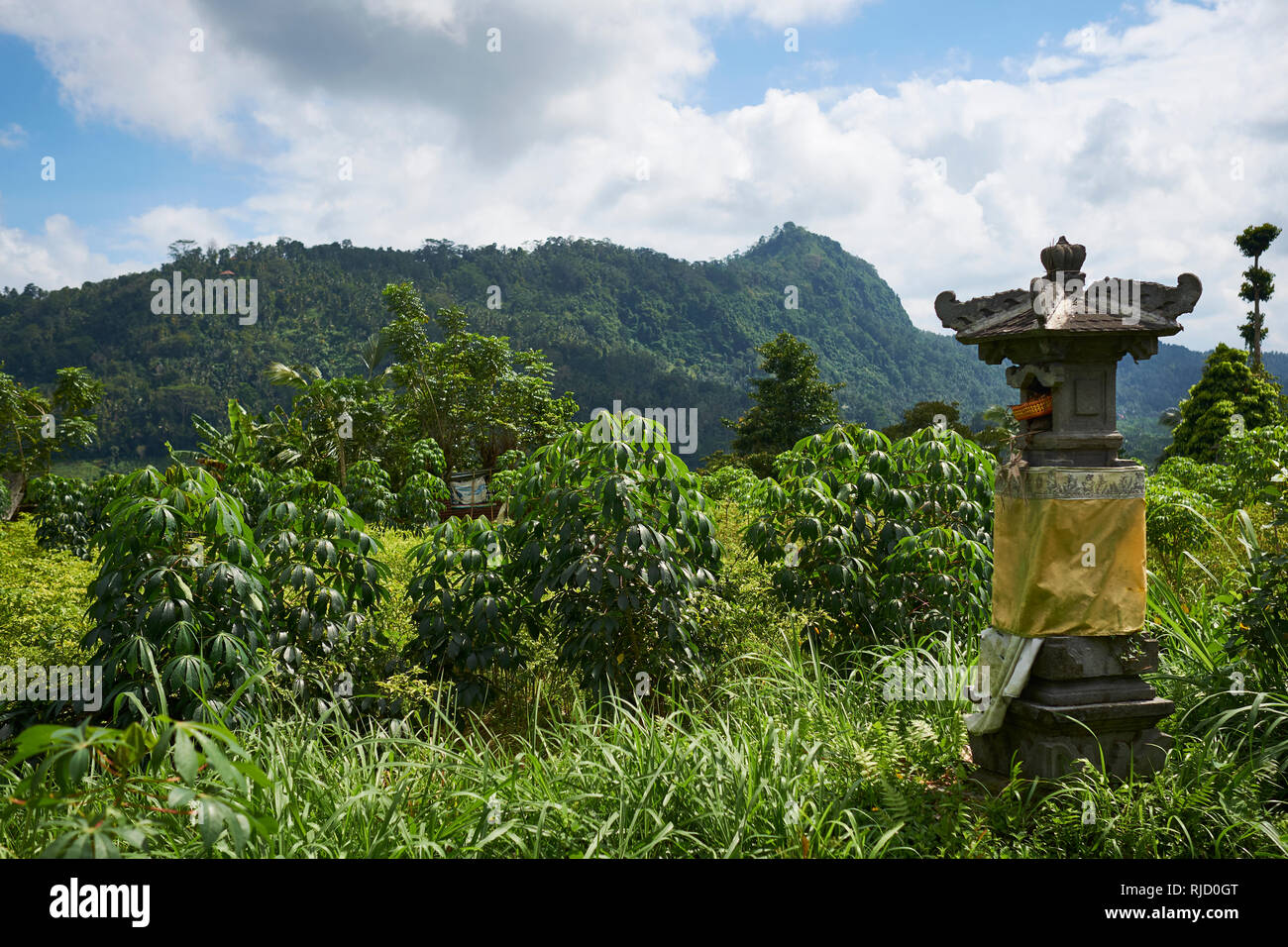 Chilli crop hi-res stock photography and images - Alamy