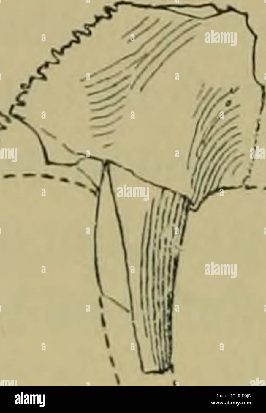 . Central Asiatic Expeditions of the American Museum of Natural History ...