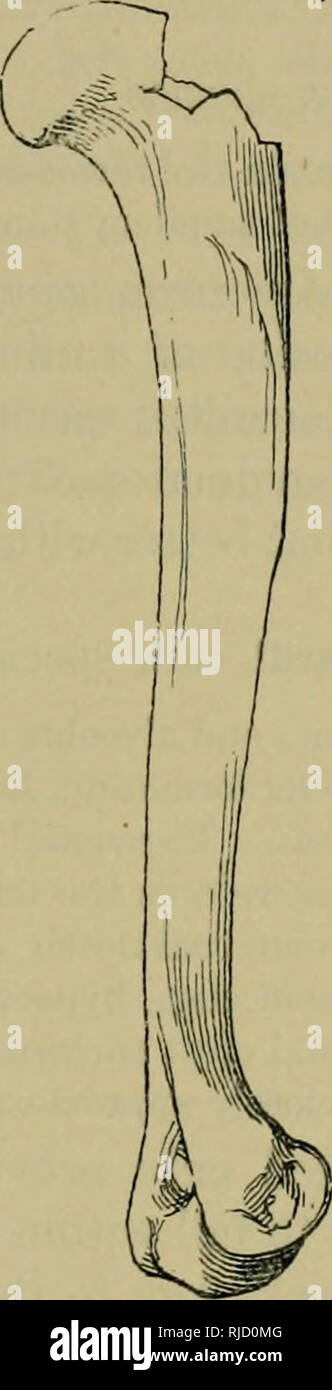 Carnassial teeth cat hi-res stock photography and images - Alamy