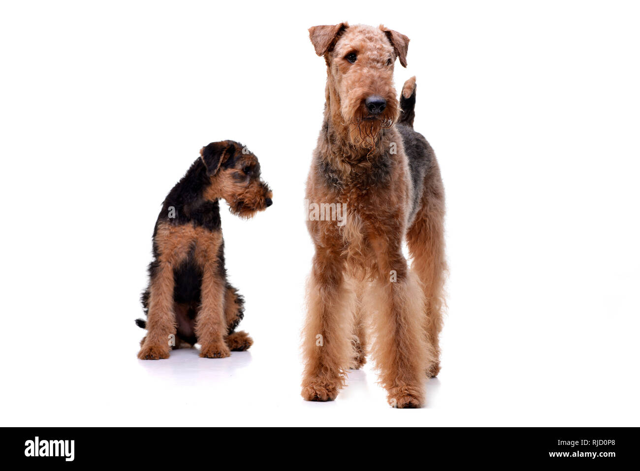Airedale Cut Out Stock Images & Pictures - Alamy