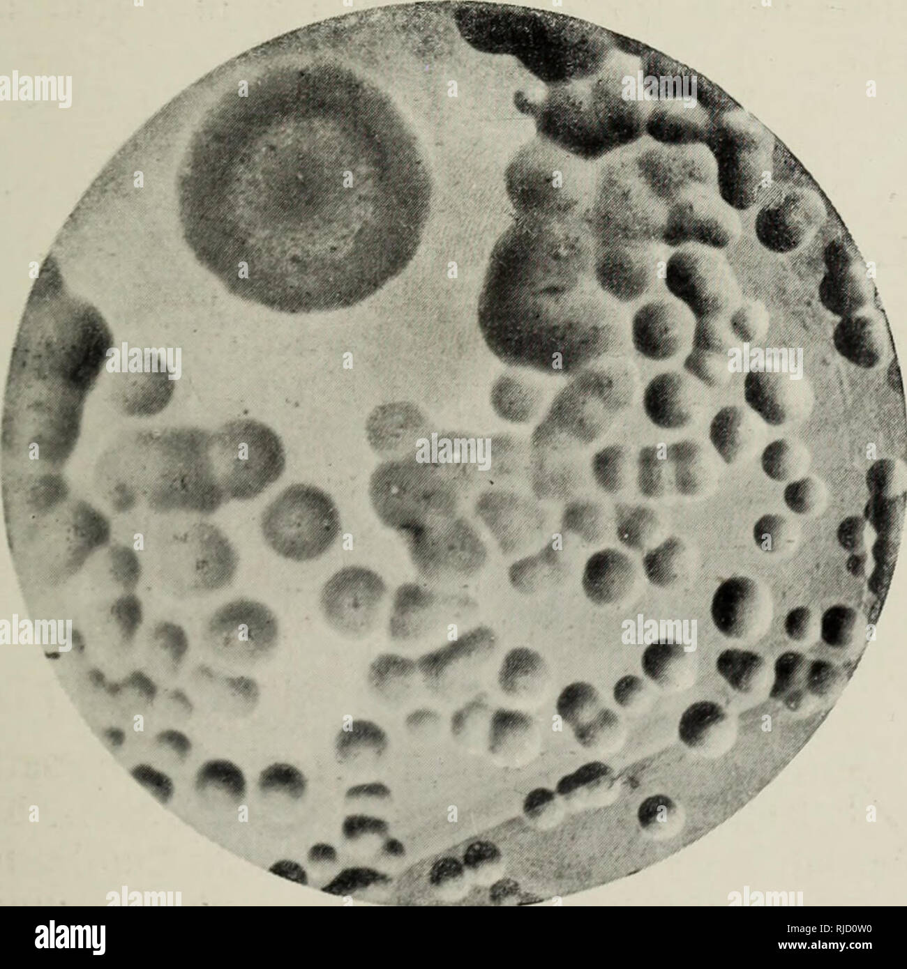 Coccobacillus hi-res stock photography and images - Alamy