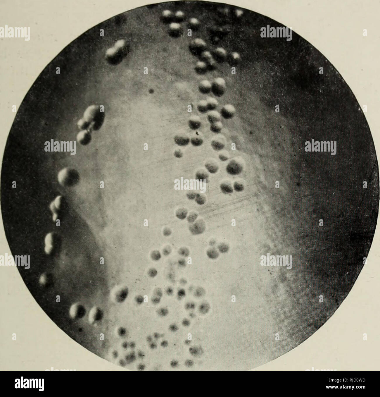 Coccobacillus hi-res stock photography and images - Alamy