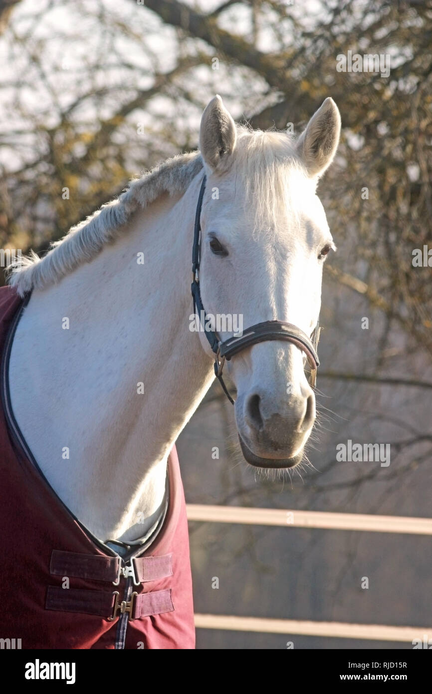 portrait of a beautiful white Arabian horse, standing on a pasture in ...