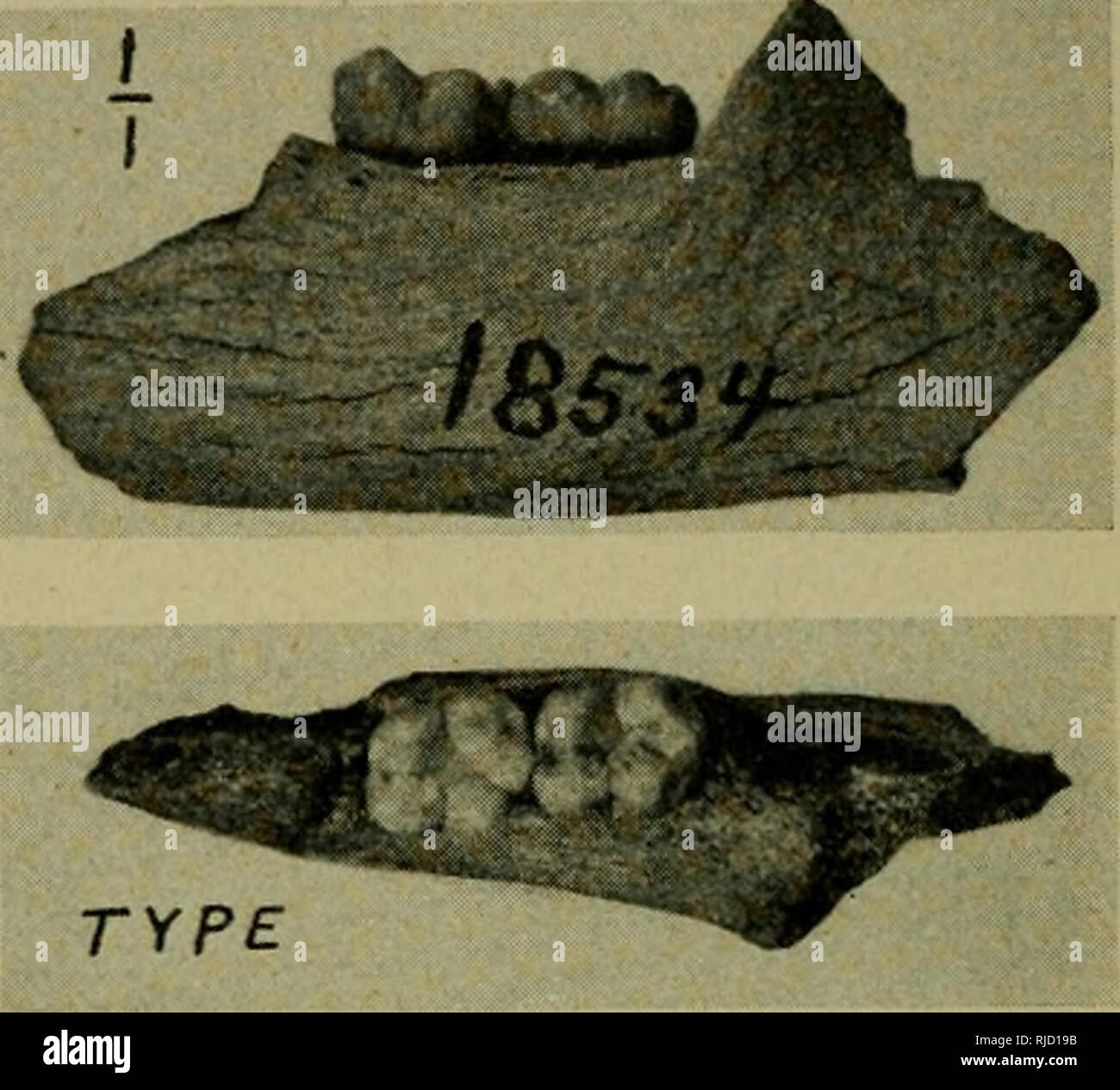 Bunopithecus hi-res stock photography and images - Alamy