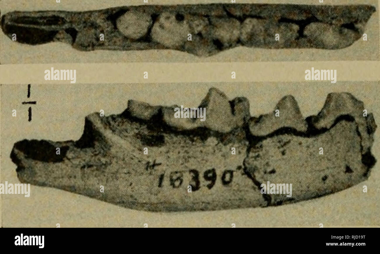 Bunopithecus hi-res stock photography and images - Alamy