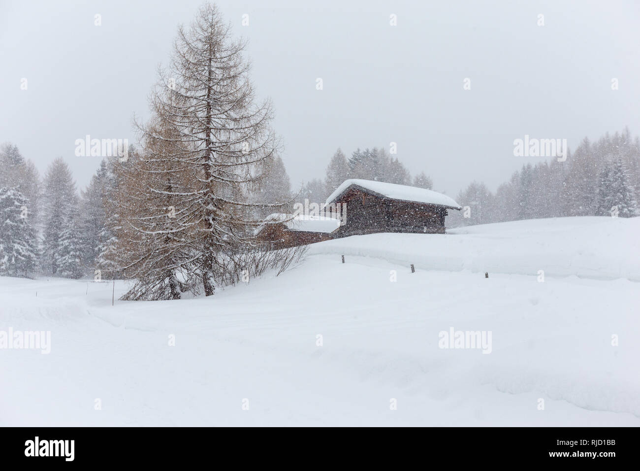 Snowfall in the larch forest hi-res stock photography and images - Alamy