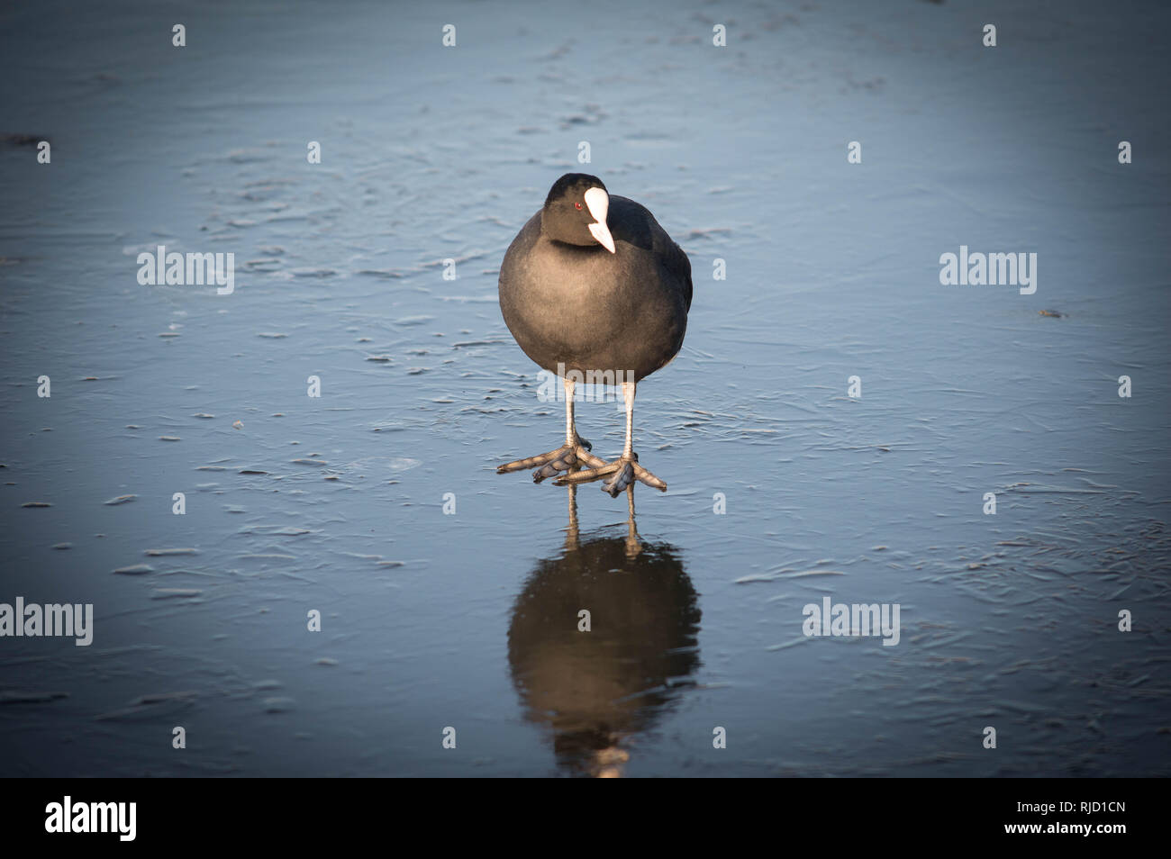 A bird called an American Coot Stock Photo - Alamy