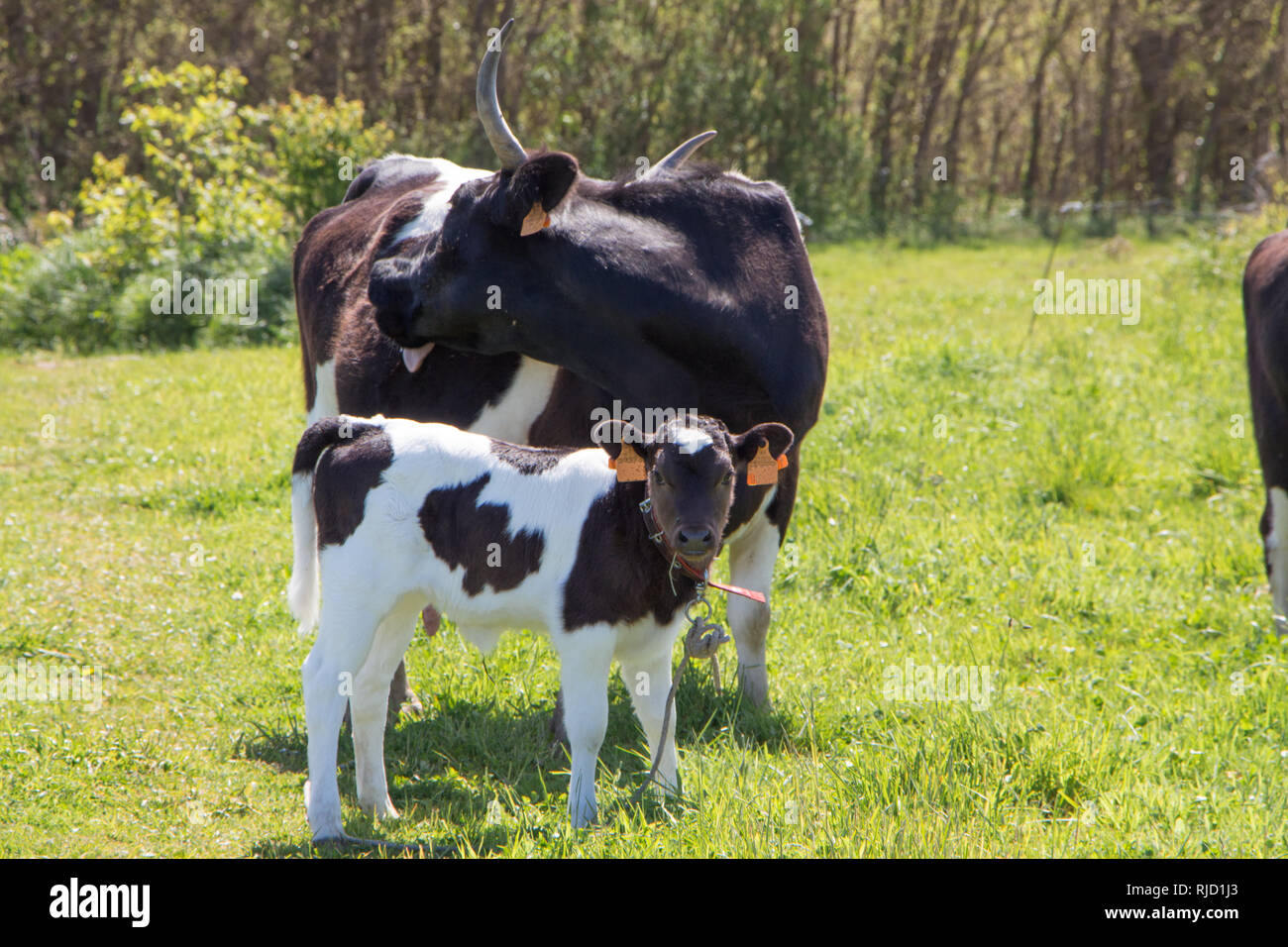 Breton Pie Noire calf and cow in a field in Brittany Stock Photo - Alamy