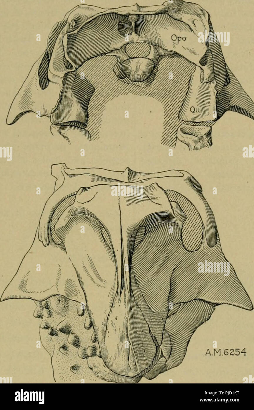 psittacosaurus lujiatunensis skull
