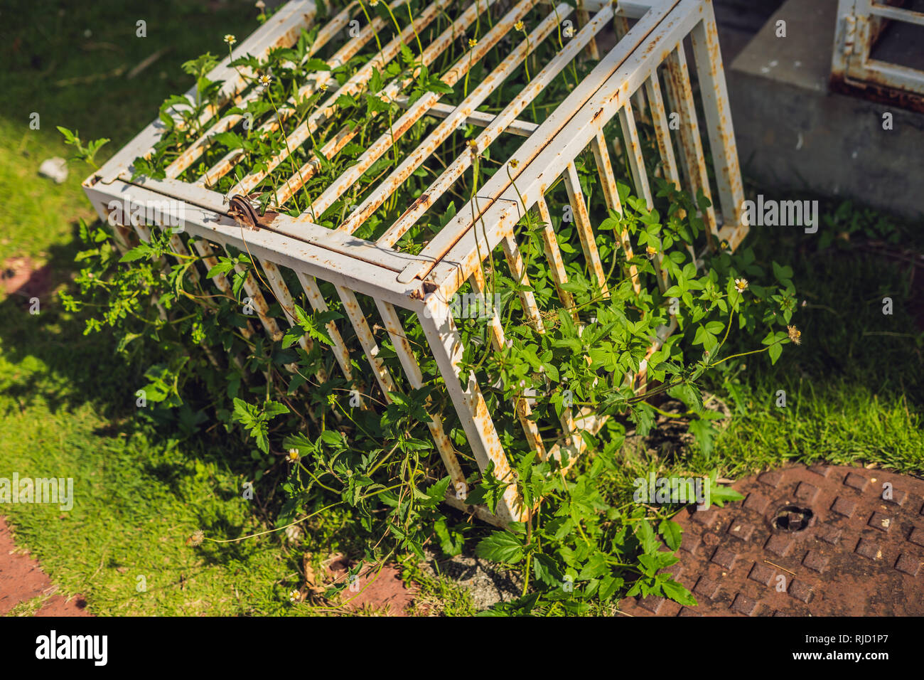 Nature in a cage. Ccage with locked plants Stock Photo - Alamy