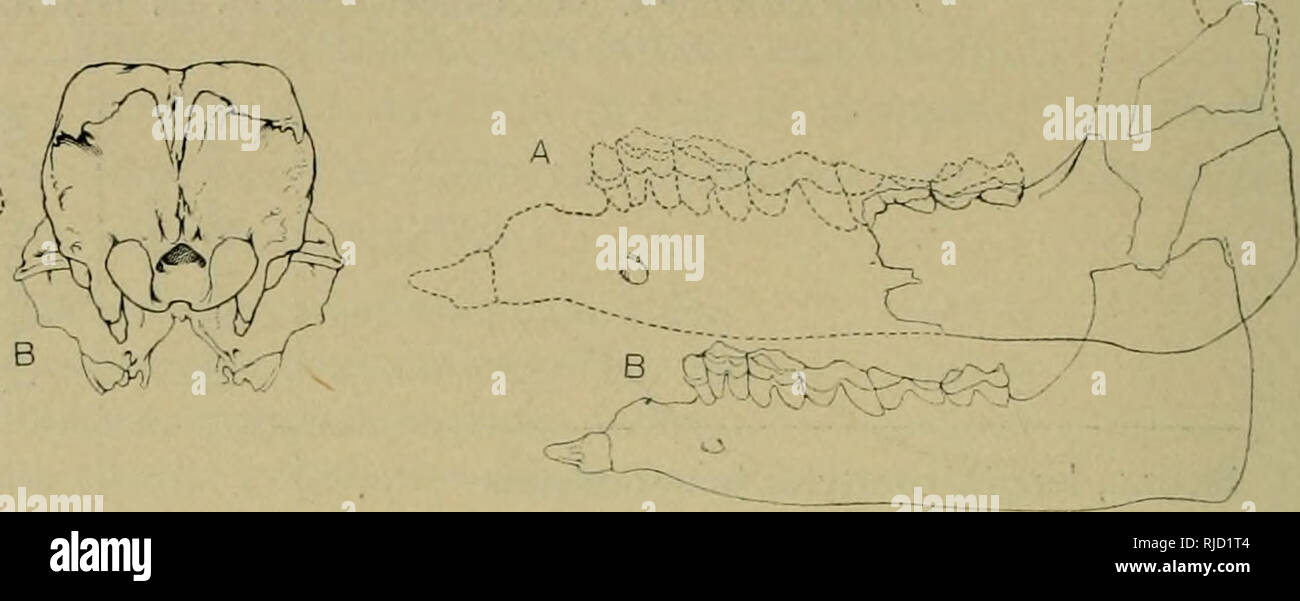 Baluchitherium hi-res stock photography and images - Alamy